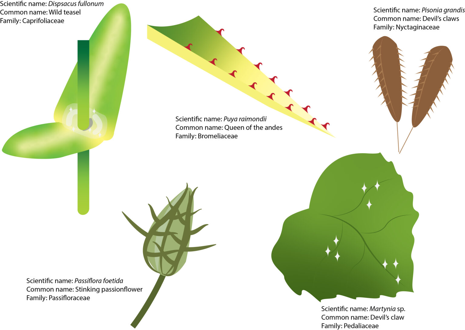 They are murderous plants - not carnivorous - Plant Biotechs