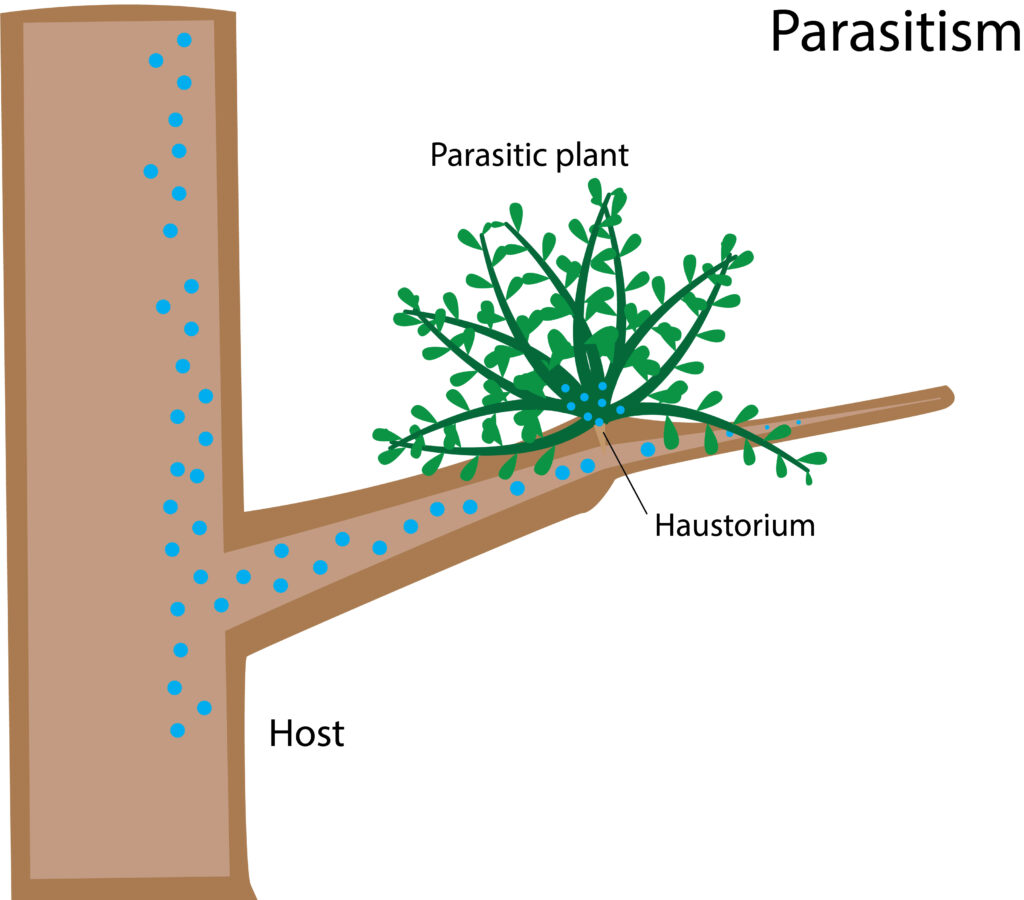 They are expert in stealing - parasitic plants - Plant Biotechs