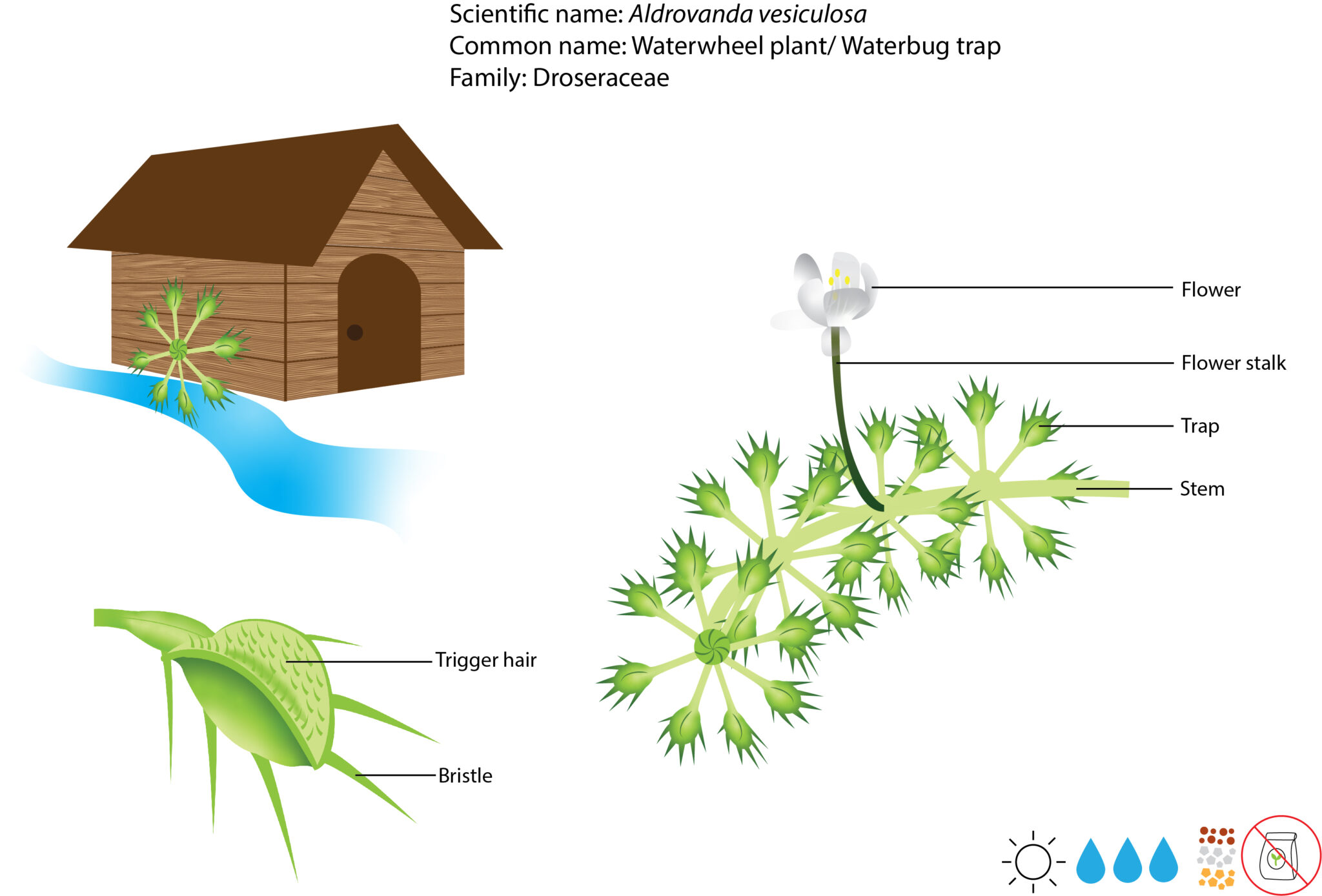 Aldrovanda vesiculosa, the waterwheel that is not powered by water ...
