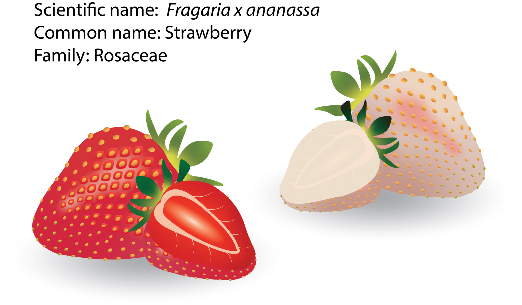 Strawberry - Plant Biotechs